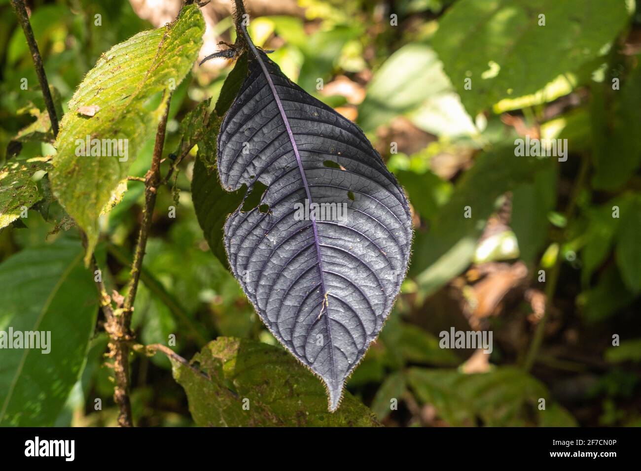 Purple leaf in the rainforest Stock Photo - Alamy