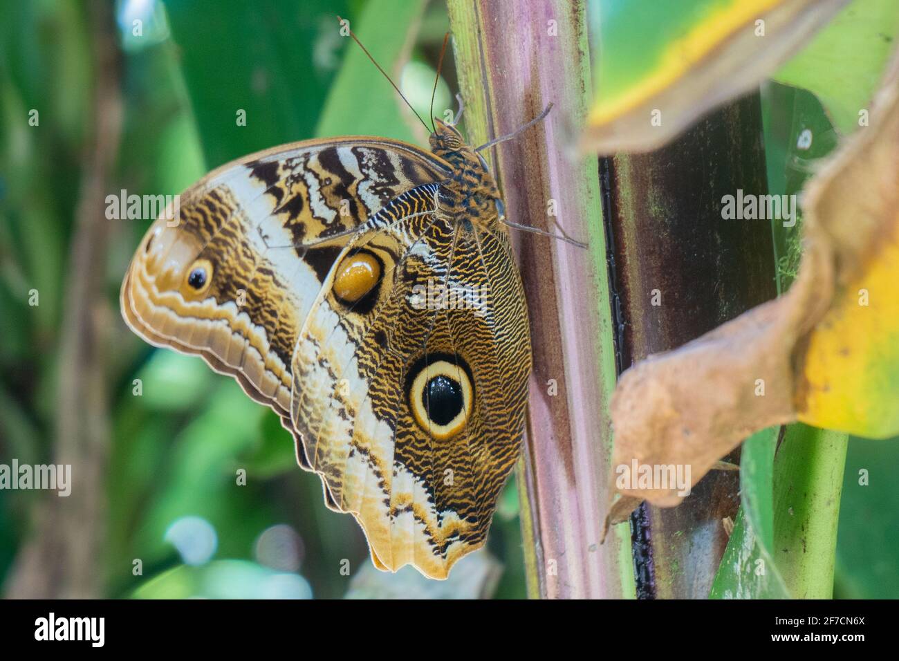 Beautiful Morpho Butterfly in the forest Stock Photo - Alamy