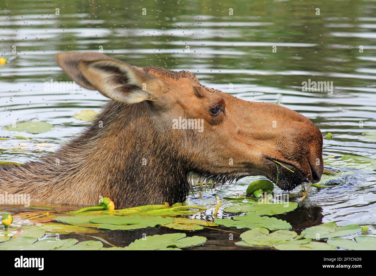 Moose eating leaves hi-res stock photography and images - Alamy