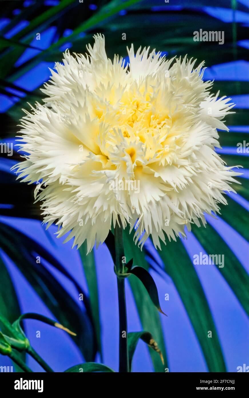 dyanthus caryophillus "biancochinera", garofano, carnation, fam ...