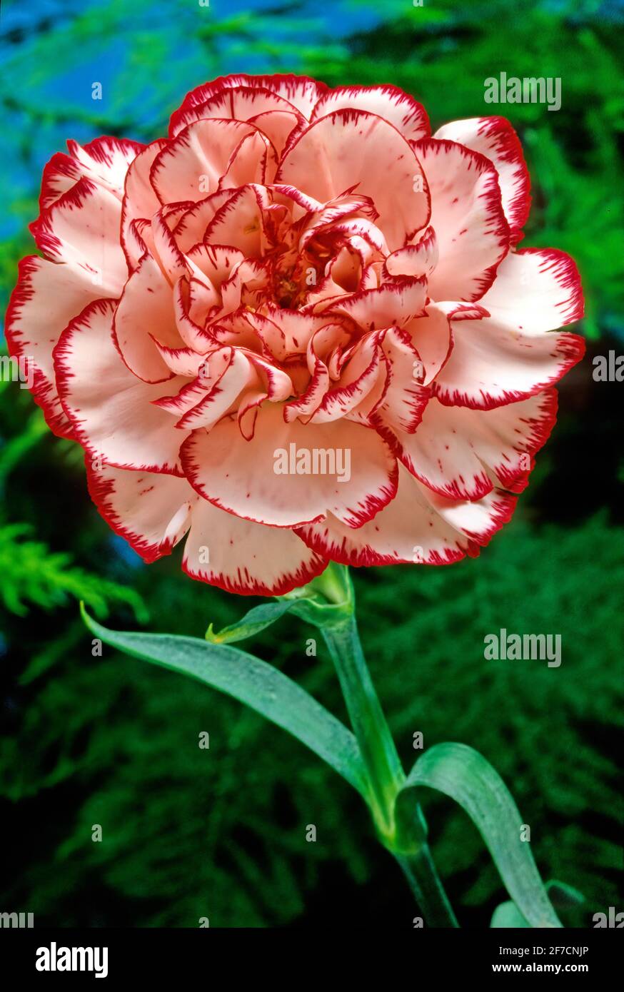 Dianthus blues hi-res stock photography and images - Alamy