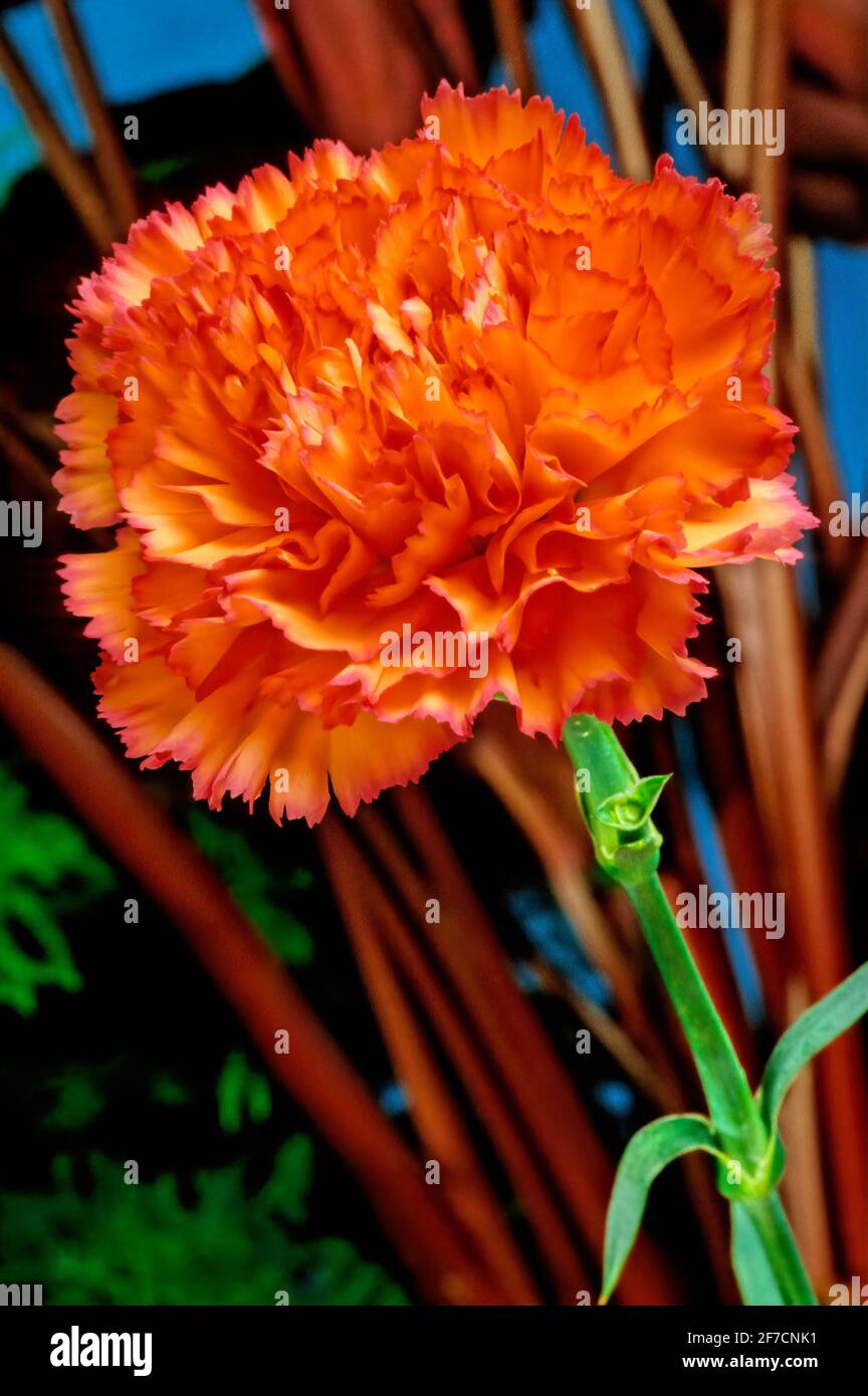 Cariofillaceae hi-res stock photography and images - Alamy