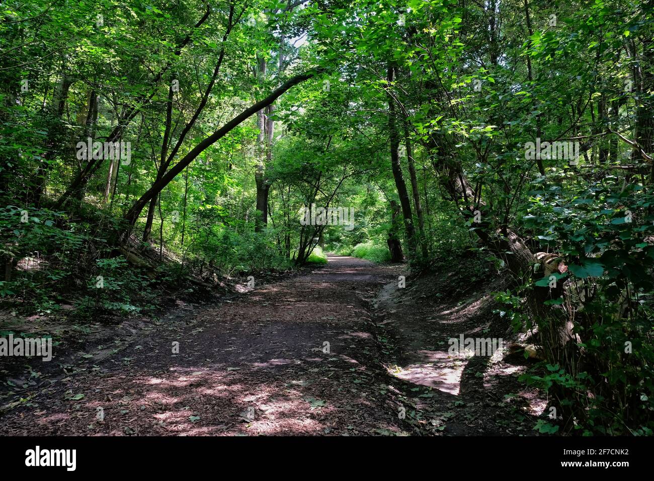 Trees path forest hi-res stock photography and images - Alamy