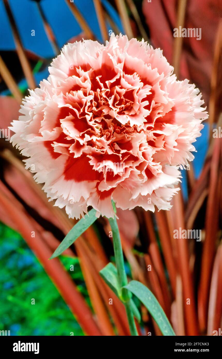 dyanthus caryophillus "rififi", carnation, garofano, fam ...