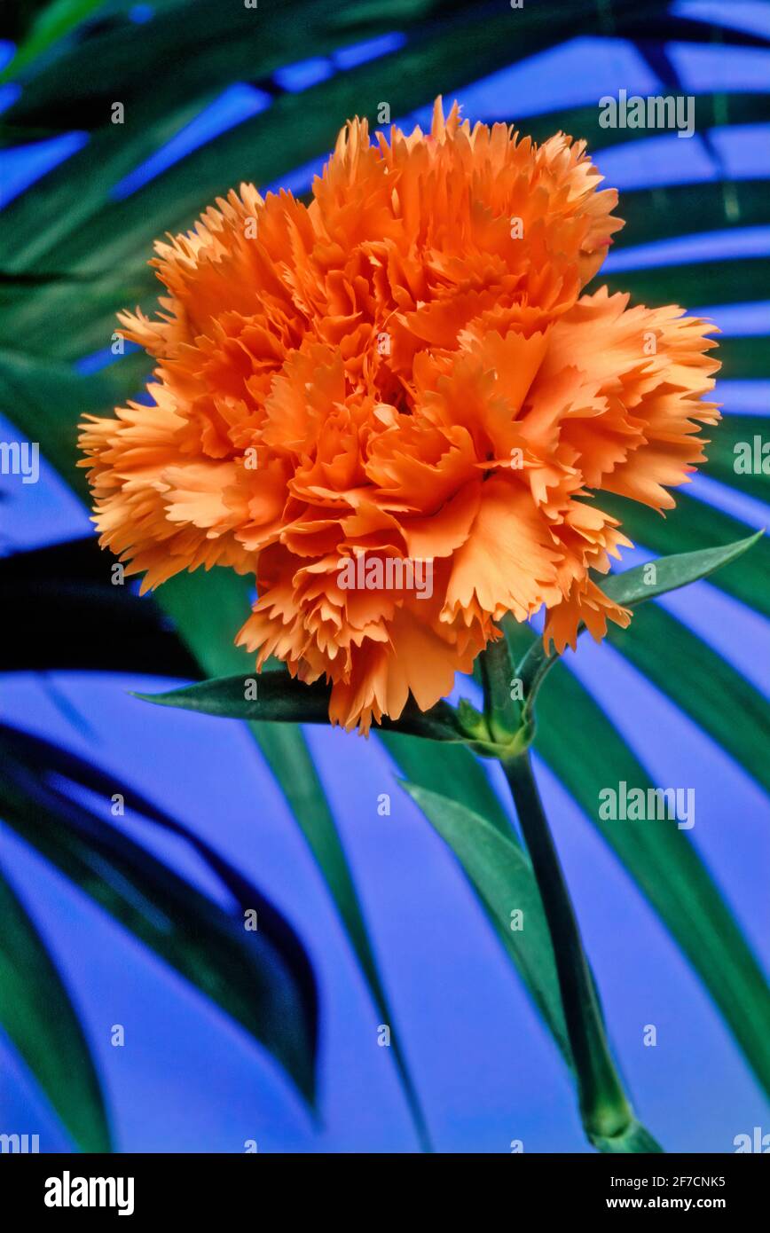 Garofano dianthus caryophyllus hi-res stock photography and images - Alamy