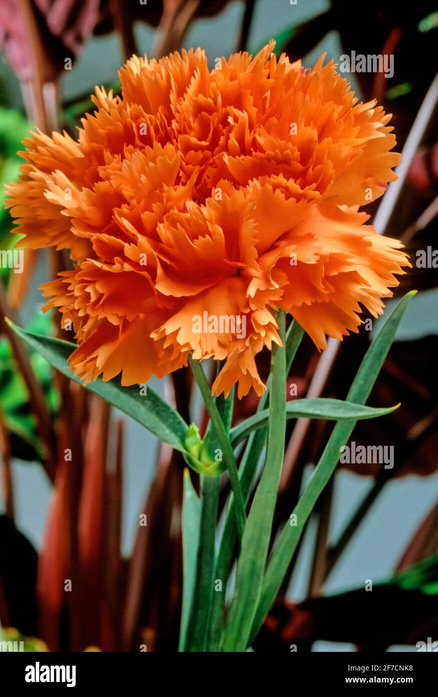 Garofano hi-res stock photography and images - Alamy