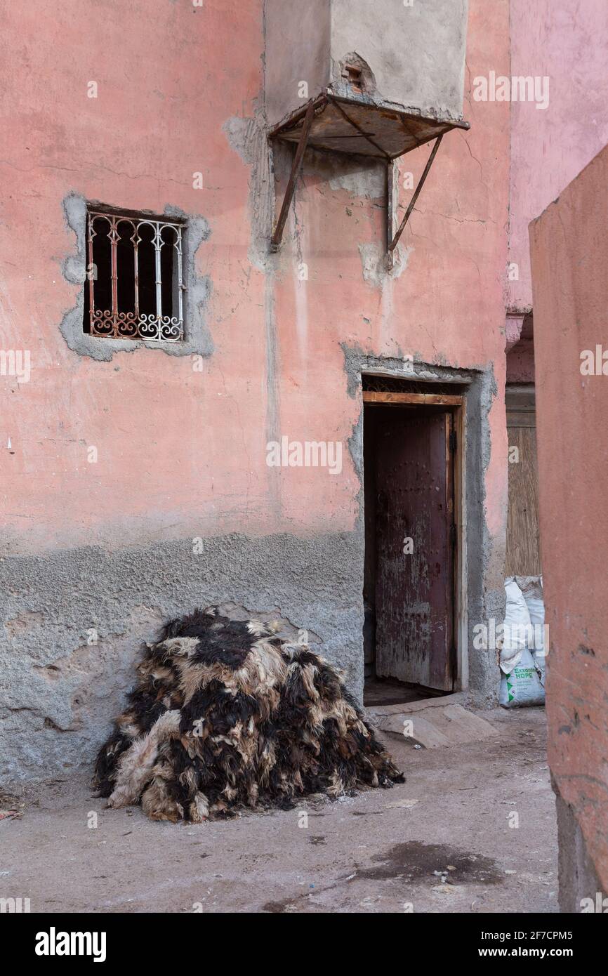Hide scraping hi-res stock photography and images - Alamy