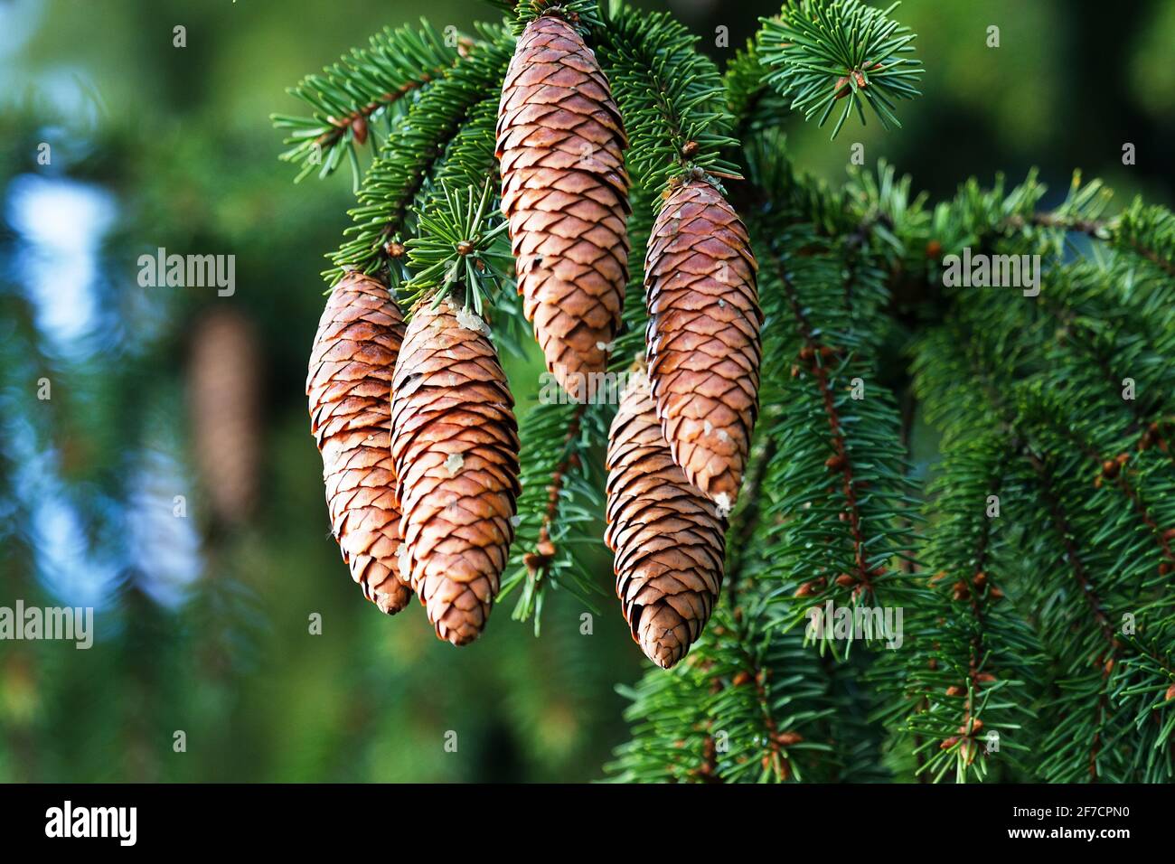 Forest science, silvics. European Spruce, spruce fir (Picea excelsa ...