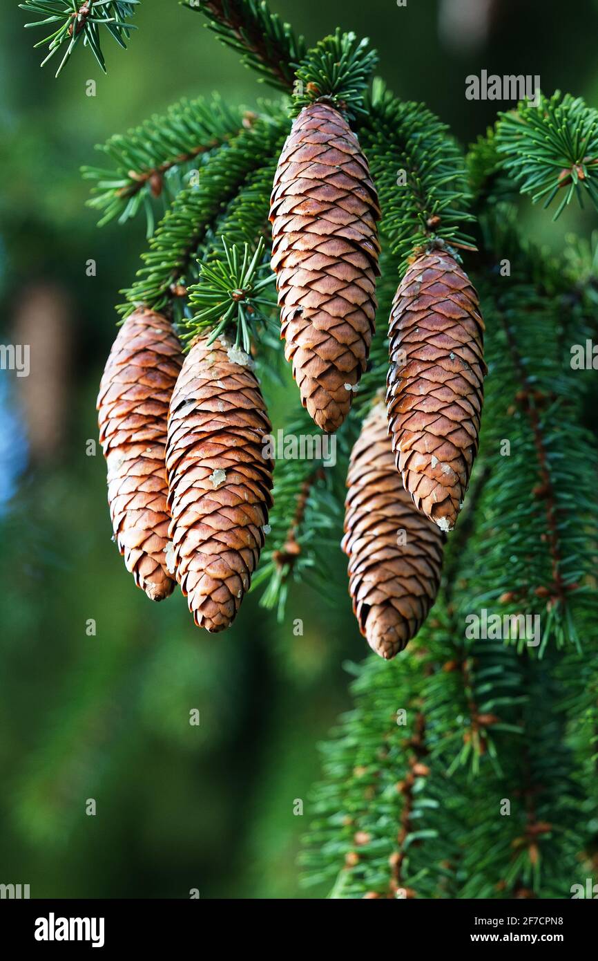 Forest science, silvics. European Spruce, spruce fir (Picea excelsa ...