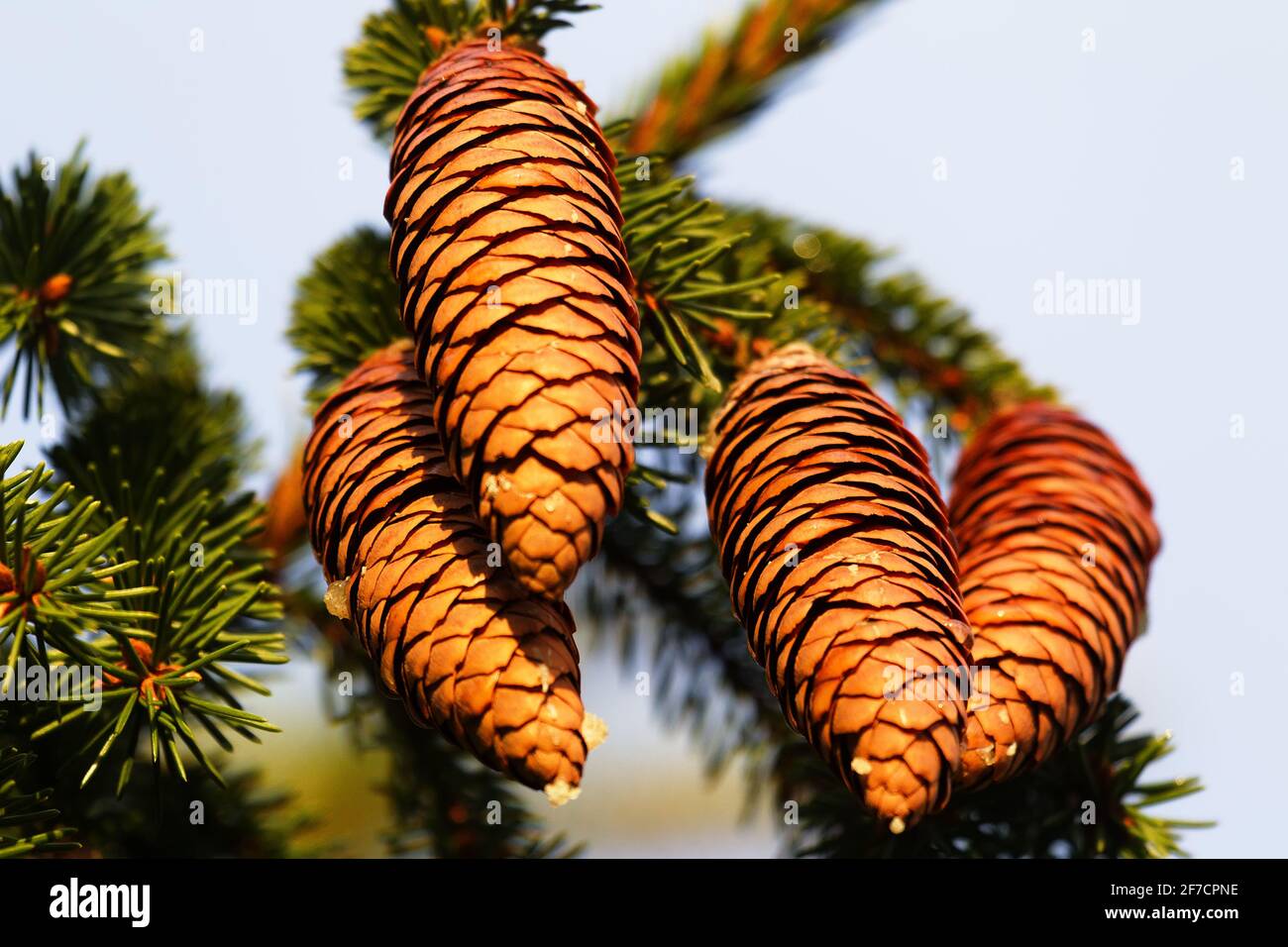 Forest science, silvics. European Spruce, spruce fir (Picea excelsa ...