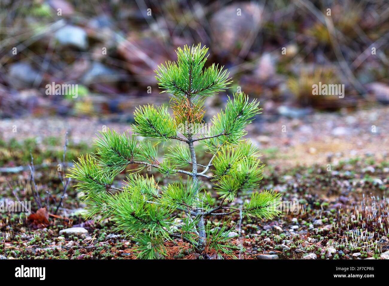 Forestry. Small trees. These pines and firs sprouted from seeds brought ...