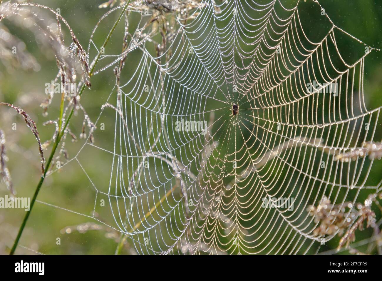Sunlight Through Cobweb High Resolution Stock Photography and Images ...