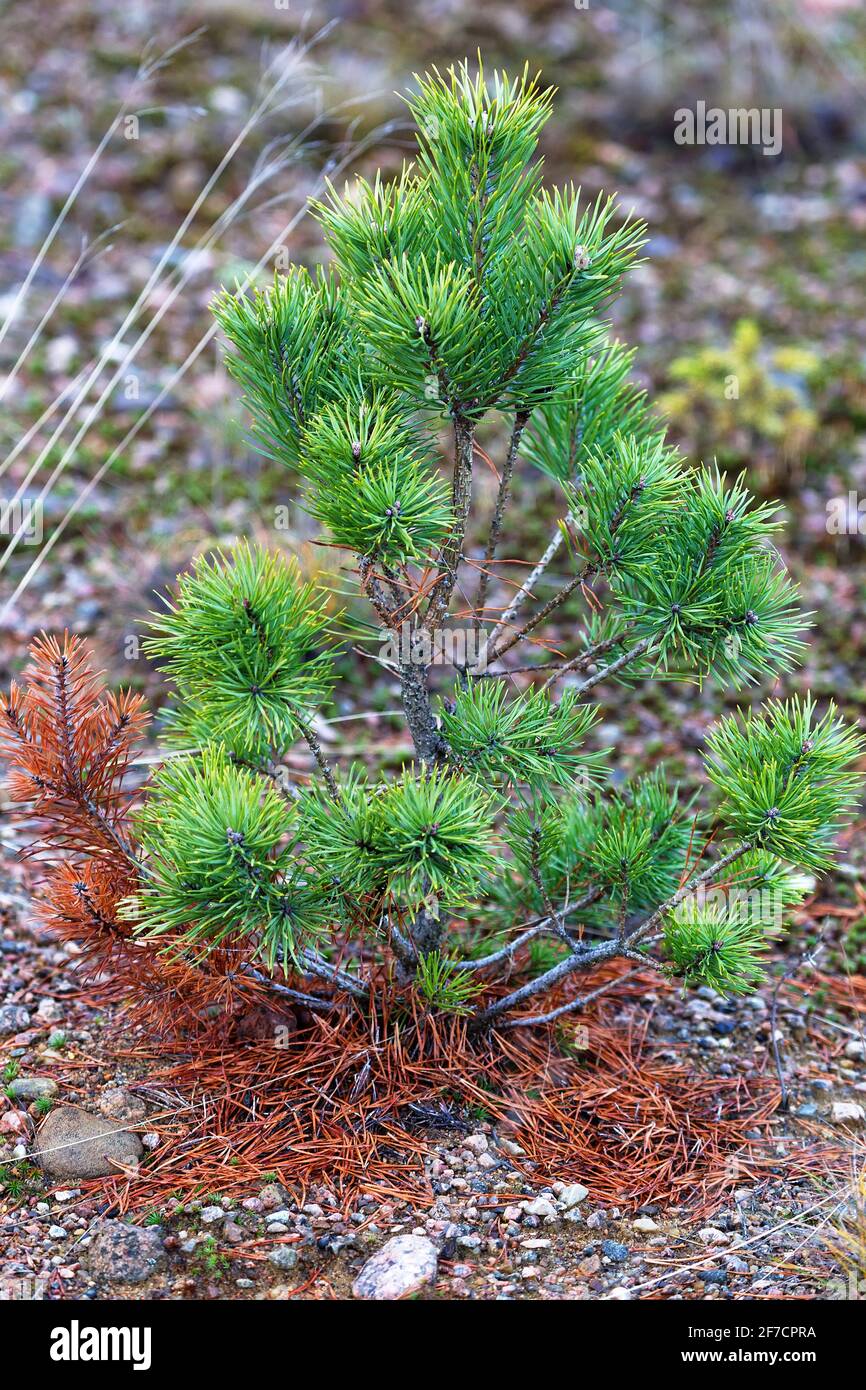 Forestry. Small trees. These pines and firs sprouted from seeds brought ...