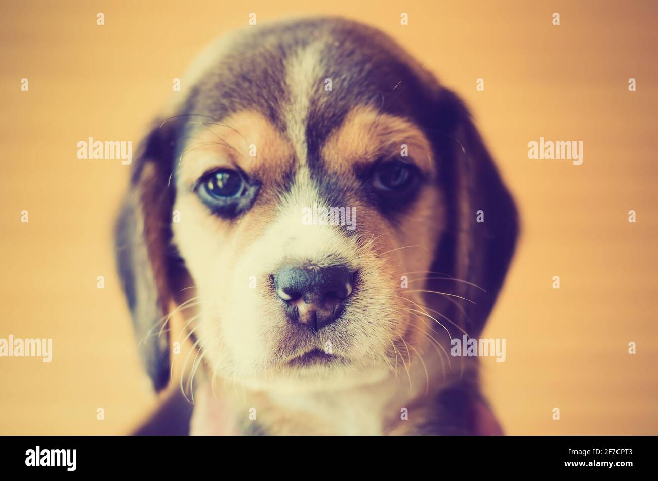 cute beagle puppy head closeup Stock Photo - Alamy