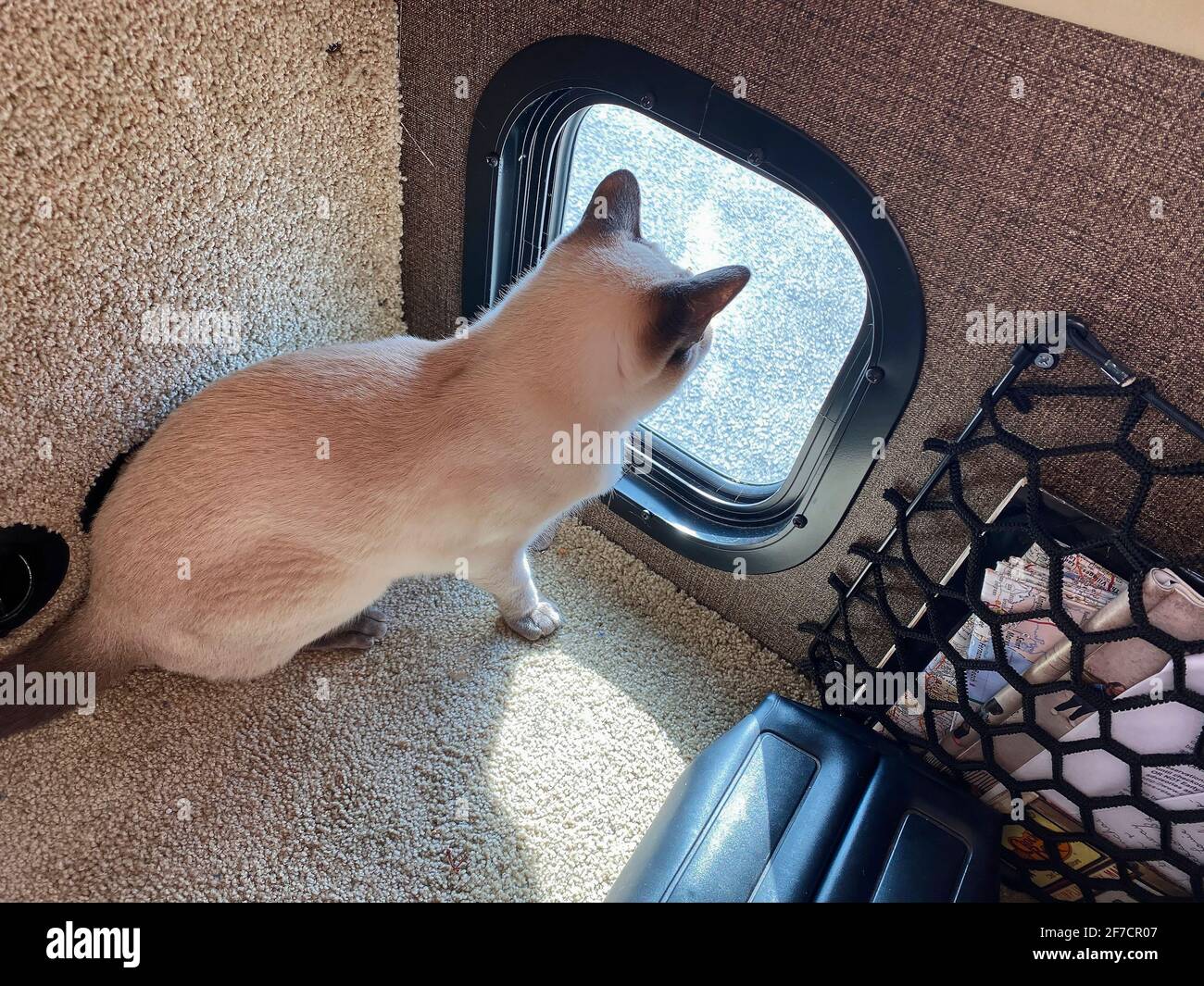 Tonkinese cat, looking out small window, Tiffin motorhome, pet, feline ...