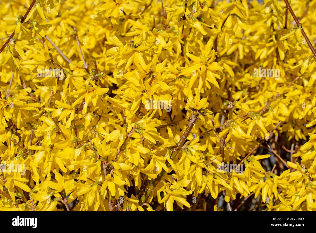 Flowering forsythia in spring Stock Photo - Alamy
