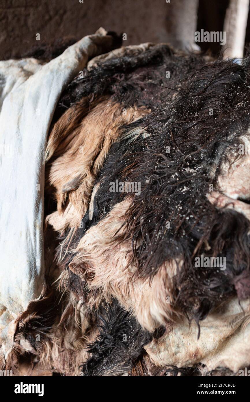 Hide scraping hi-res stock photography and images - Alamy