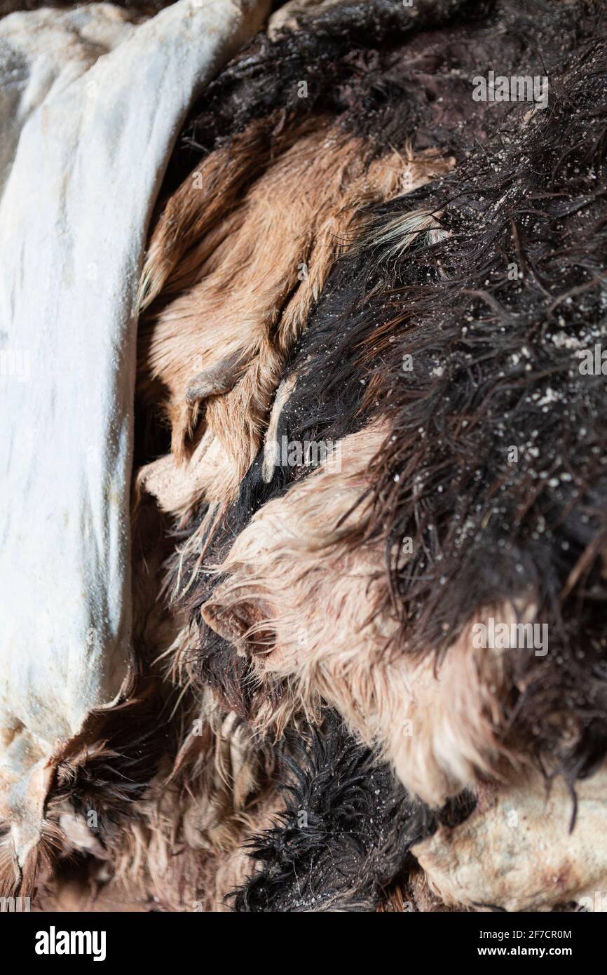 Hide scraping hi-res stock photography and images - Alamy