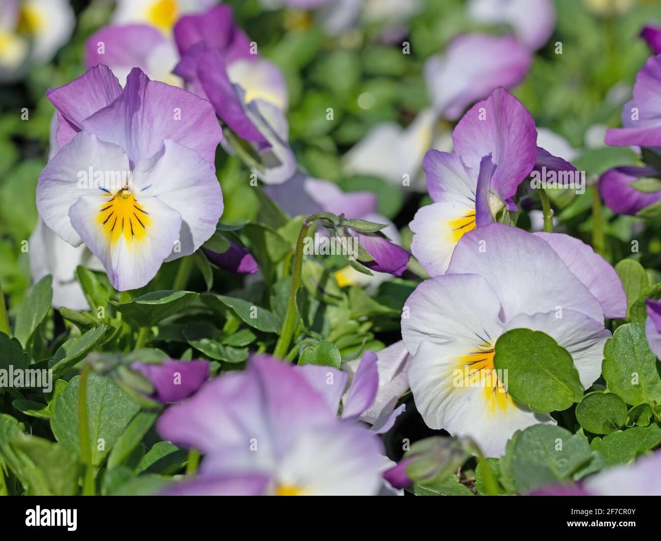 Horn veilchen viola cornuta hi-res stock photography and images - Alamy