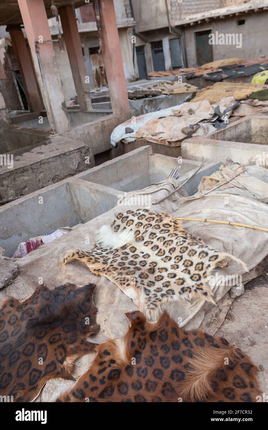 processed and painted hide in the tannery district of Marrakech ...