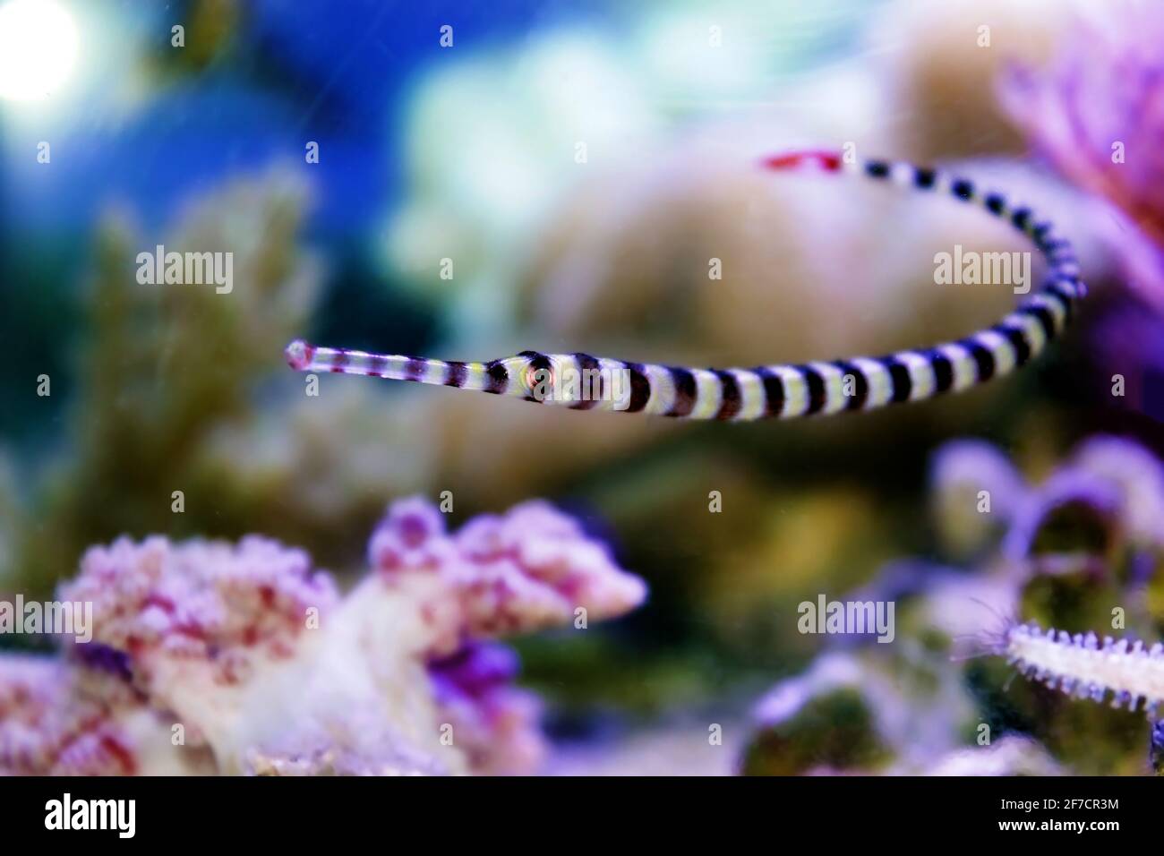 Banded pipefish in reef aquarium tank - Doryrhamphus dactyliophorus ...