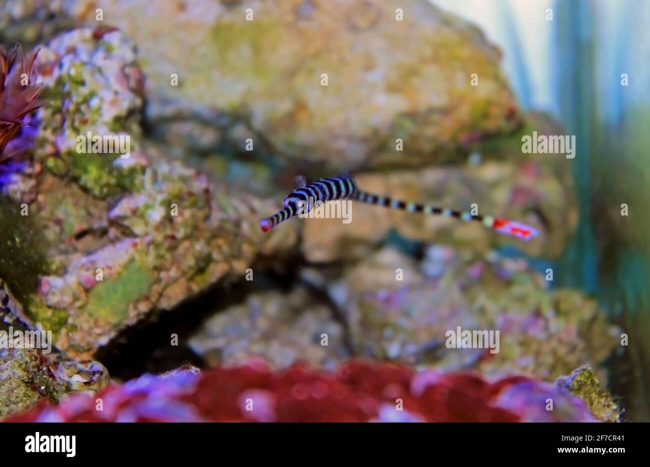 Banded pipefish in reef aquarium tank - Doryrhamphus dactyliophorus ...