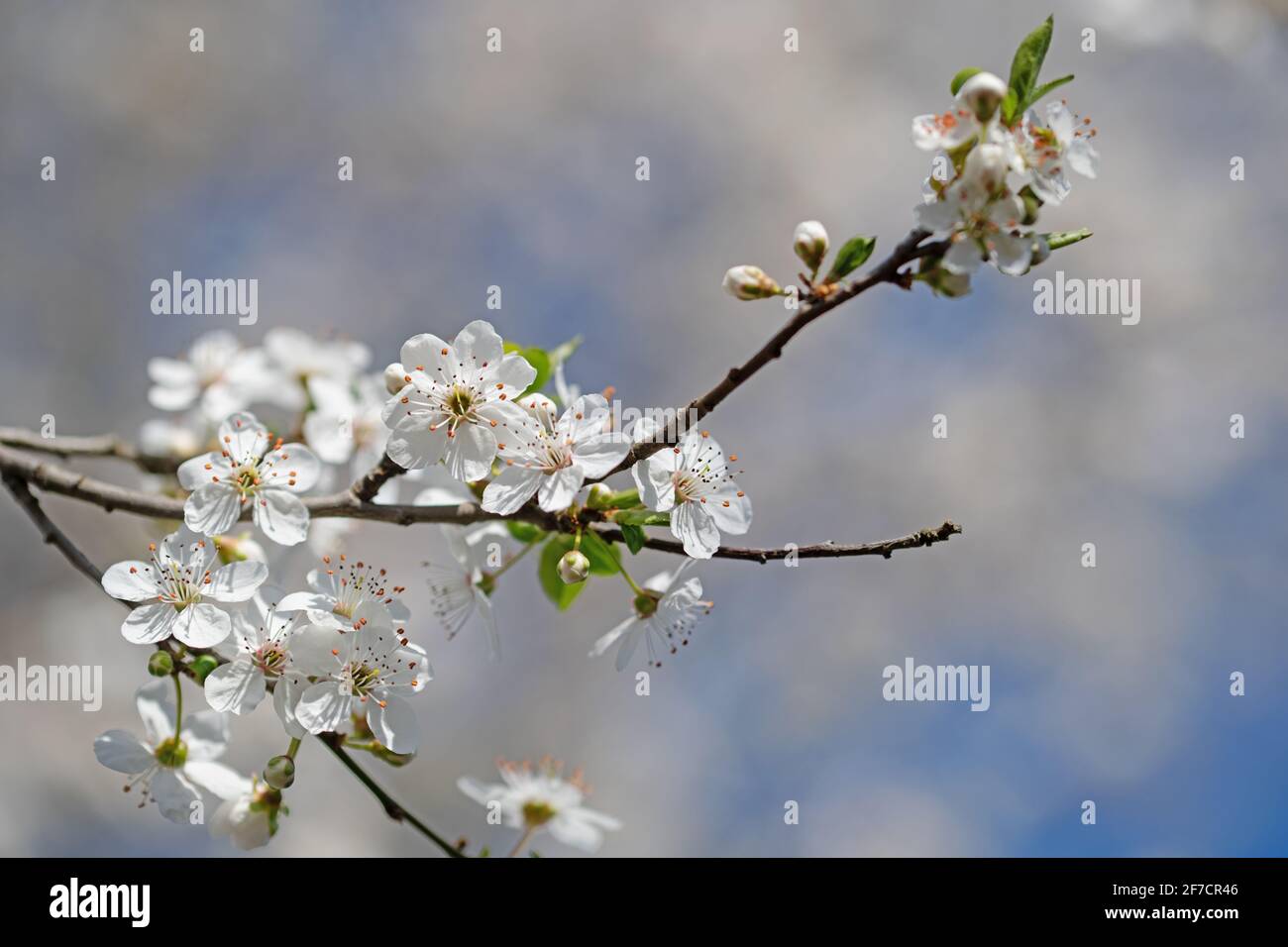 Flowering wild mirabelle, Prunus cerasifera, in spring Stock Photo - Alamy