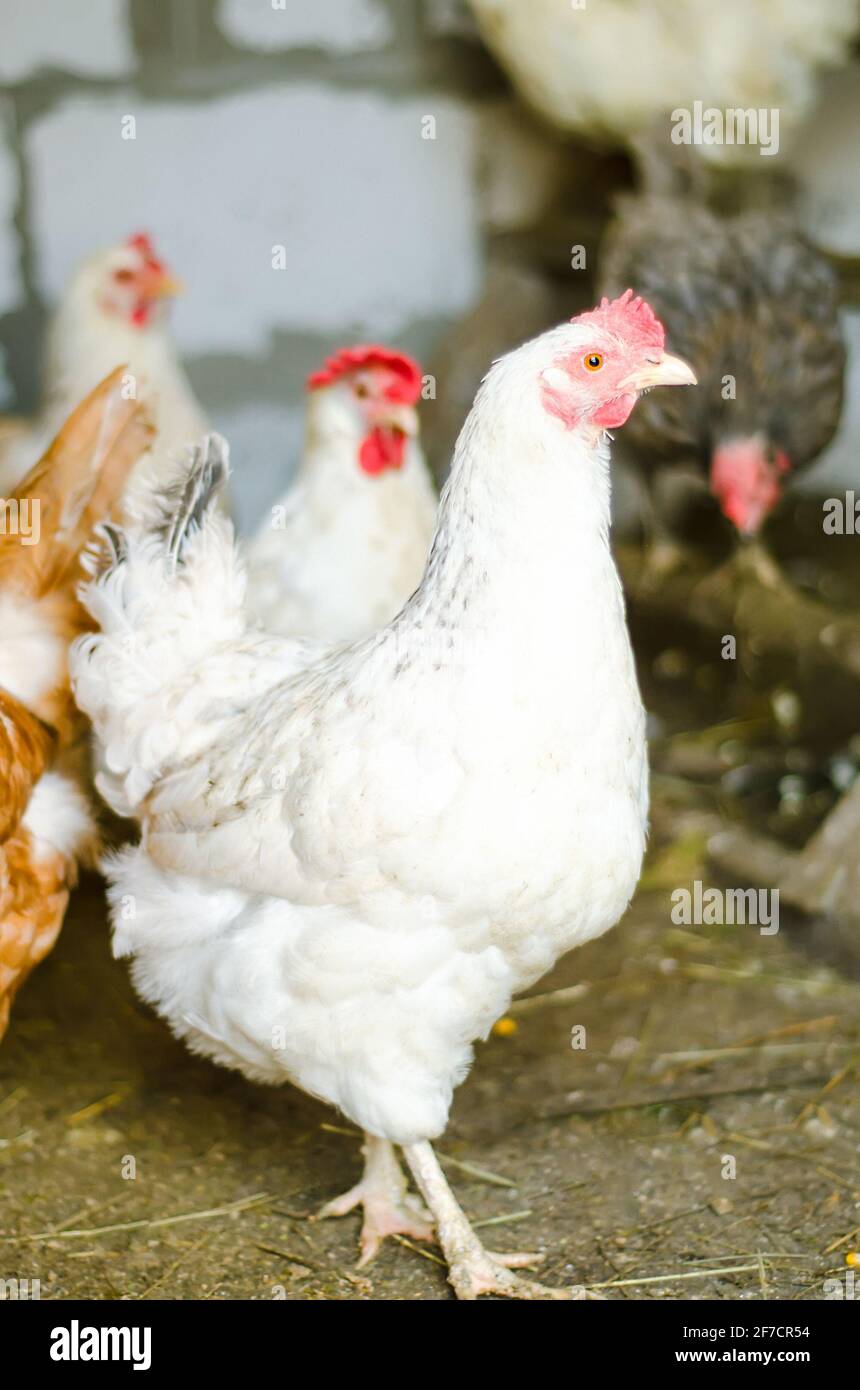 Village In Poultry Farm High Resolution Stock Photography and Images ...