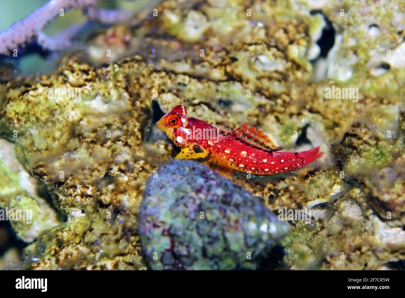 Flaming Scooter Blenny fish - (Synchiropus sycorax Stock Photo - Alamy