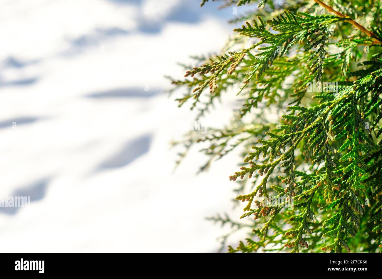 Green conifer tree hi-res stock photography and images - Alamy