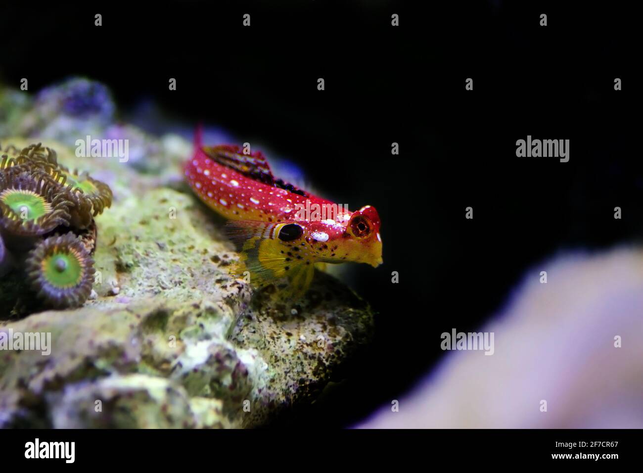 Flaming Scooter Blenny fish - (Synchiropus sycorax Stock Photo - Alamy