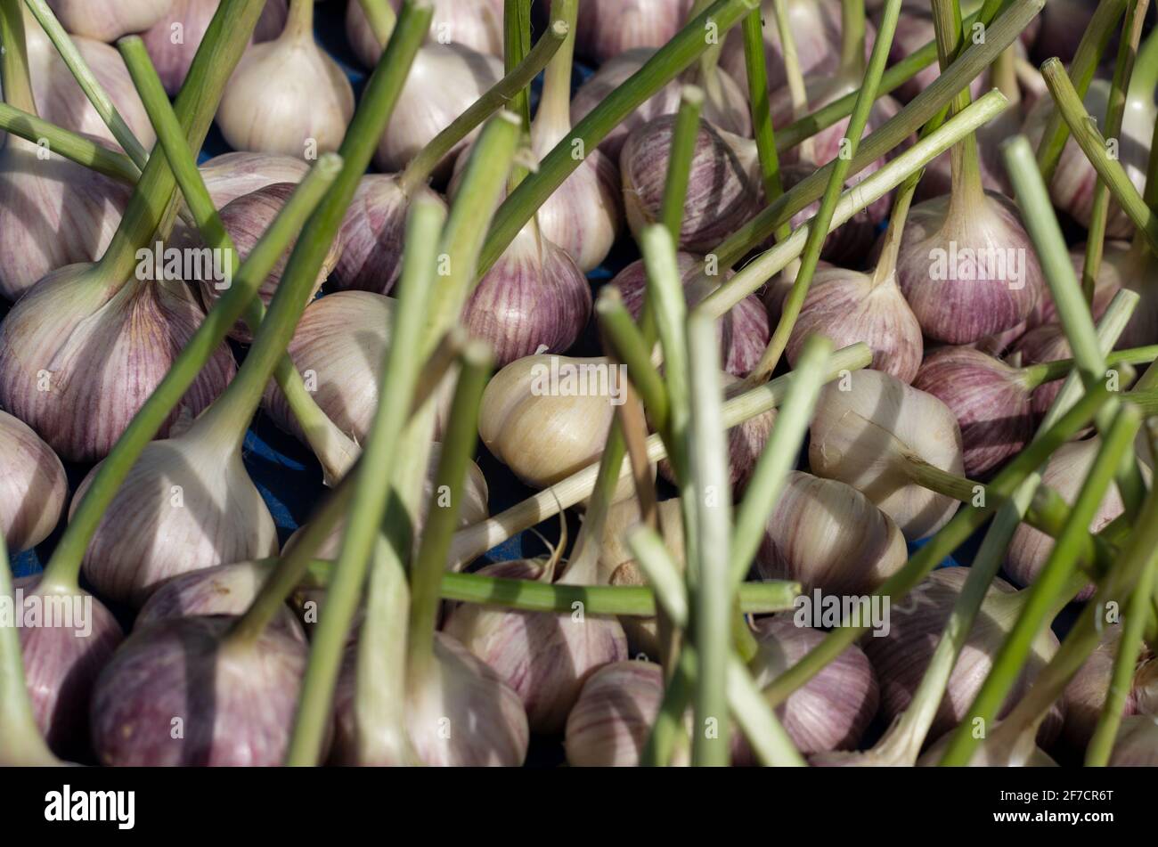 Spice farming hi-res stock photography and images - Alamy