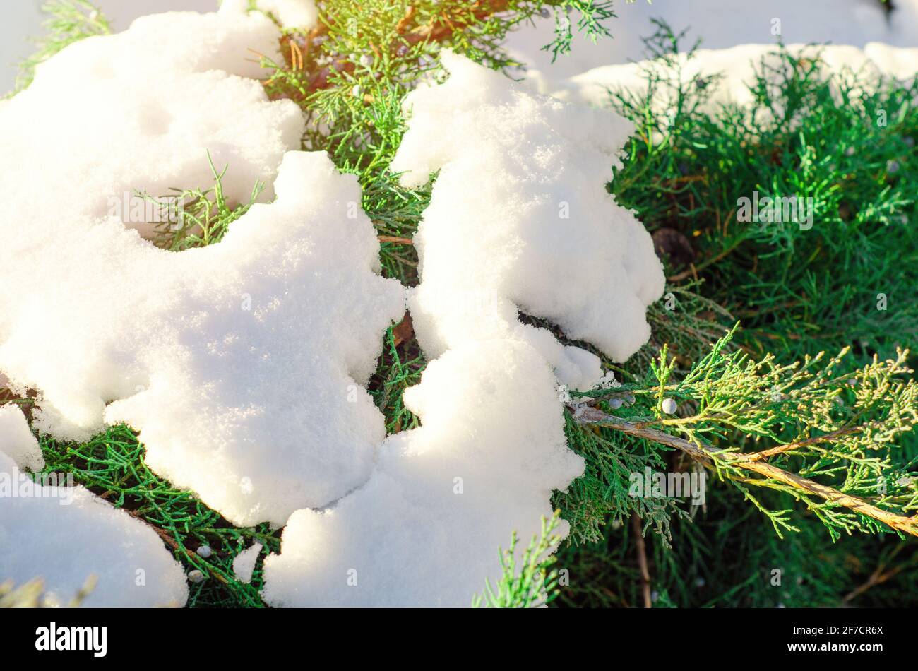 green conifer tree in winter closeup Stock Photo - Alamy