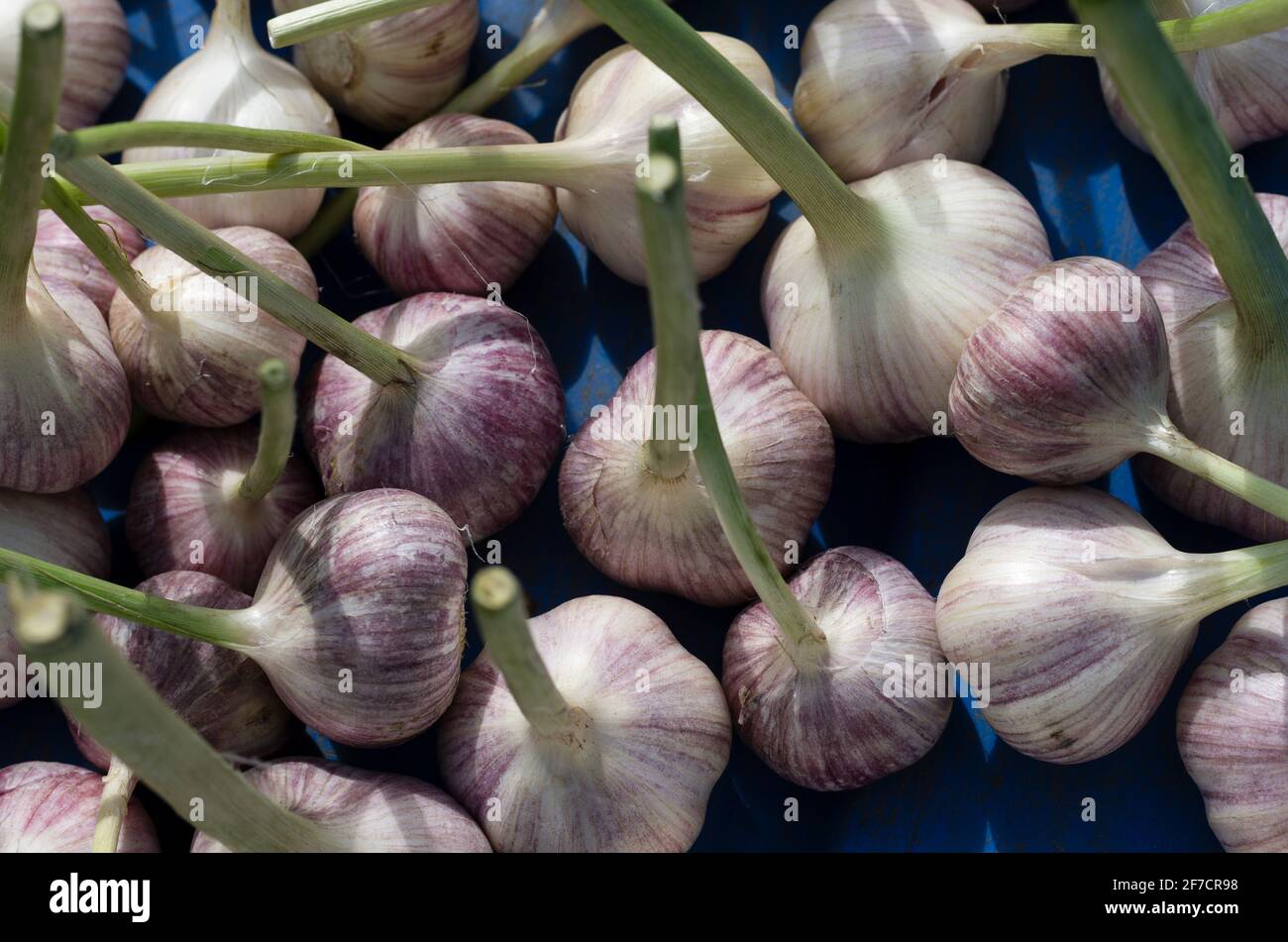 Harvest spice hi-res stock photography and images - Alamy