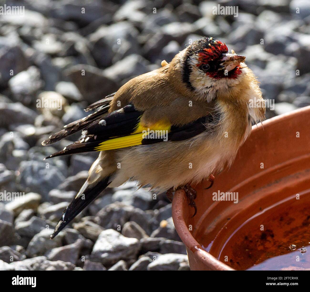 Trichomoniasis bird hi-res stock photography and images - Alamy