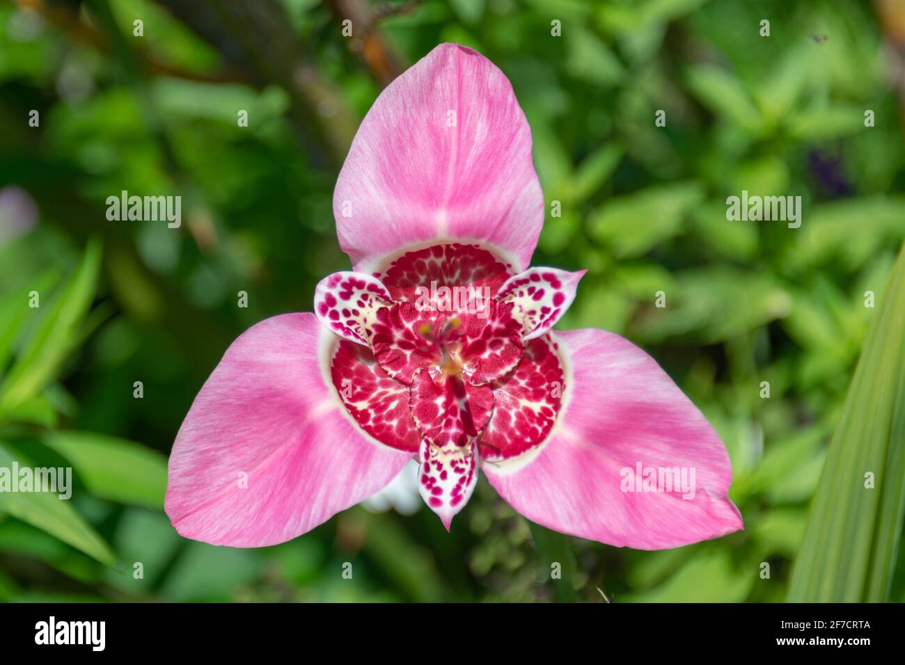 Tiger flower hi-res stock photography and images - Alamy