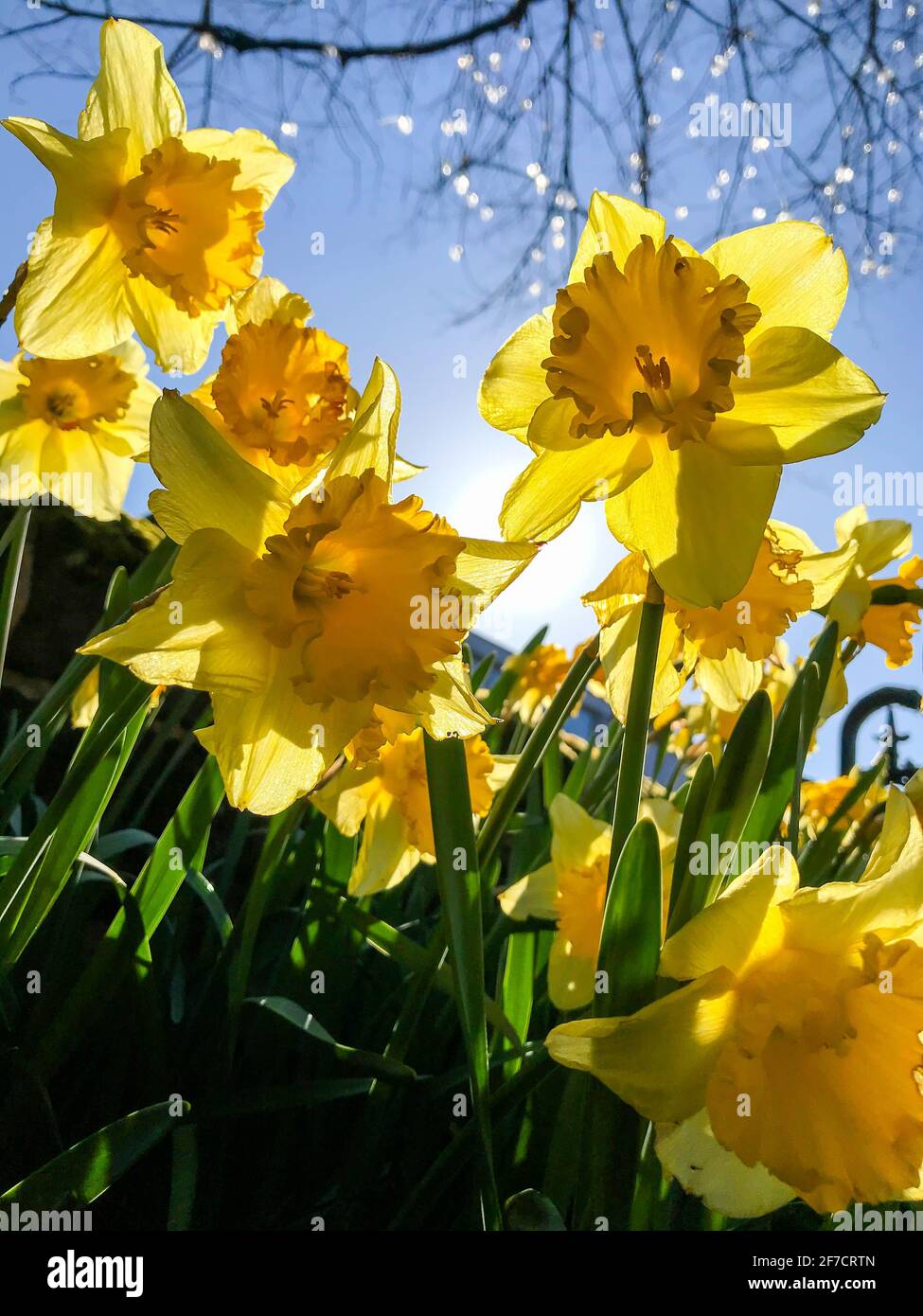 Spring daffodil back light sun hi-res stock photography and images - Alamy