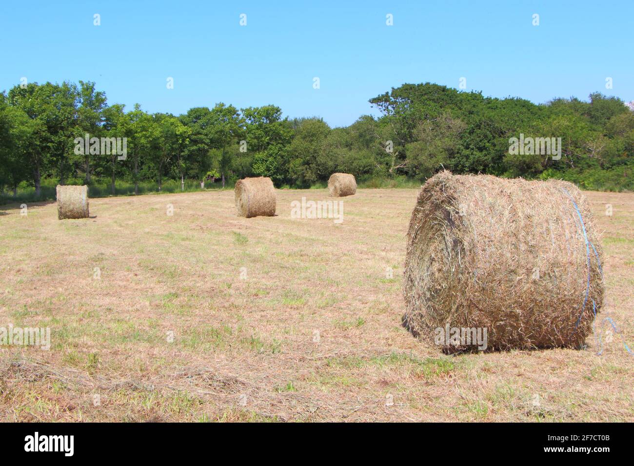 Bales drying hi-res stock photography and images - Alamy