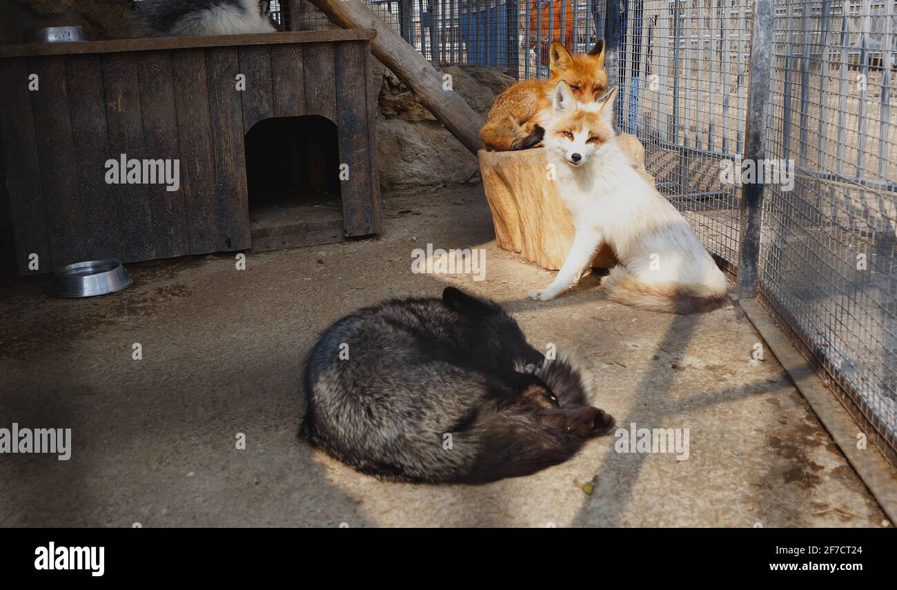 colorful young fluffy foxes in a cage in a zoo Stock Photo - Alamy