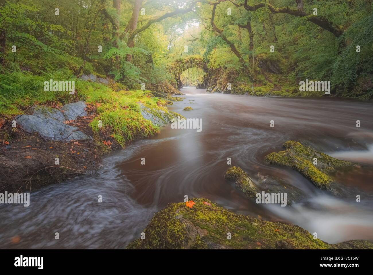 A green, lush forest woodland of an old Roman bridge along the Machno ...