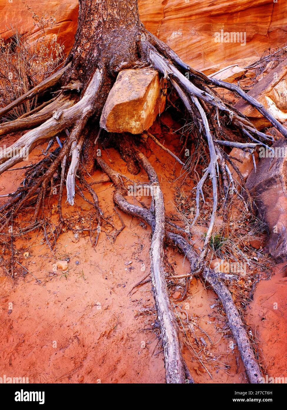 Exposed roots of pine tree clinging to ground with big rock Stock Photo ...