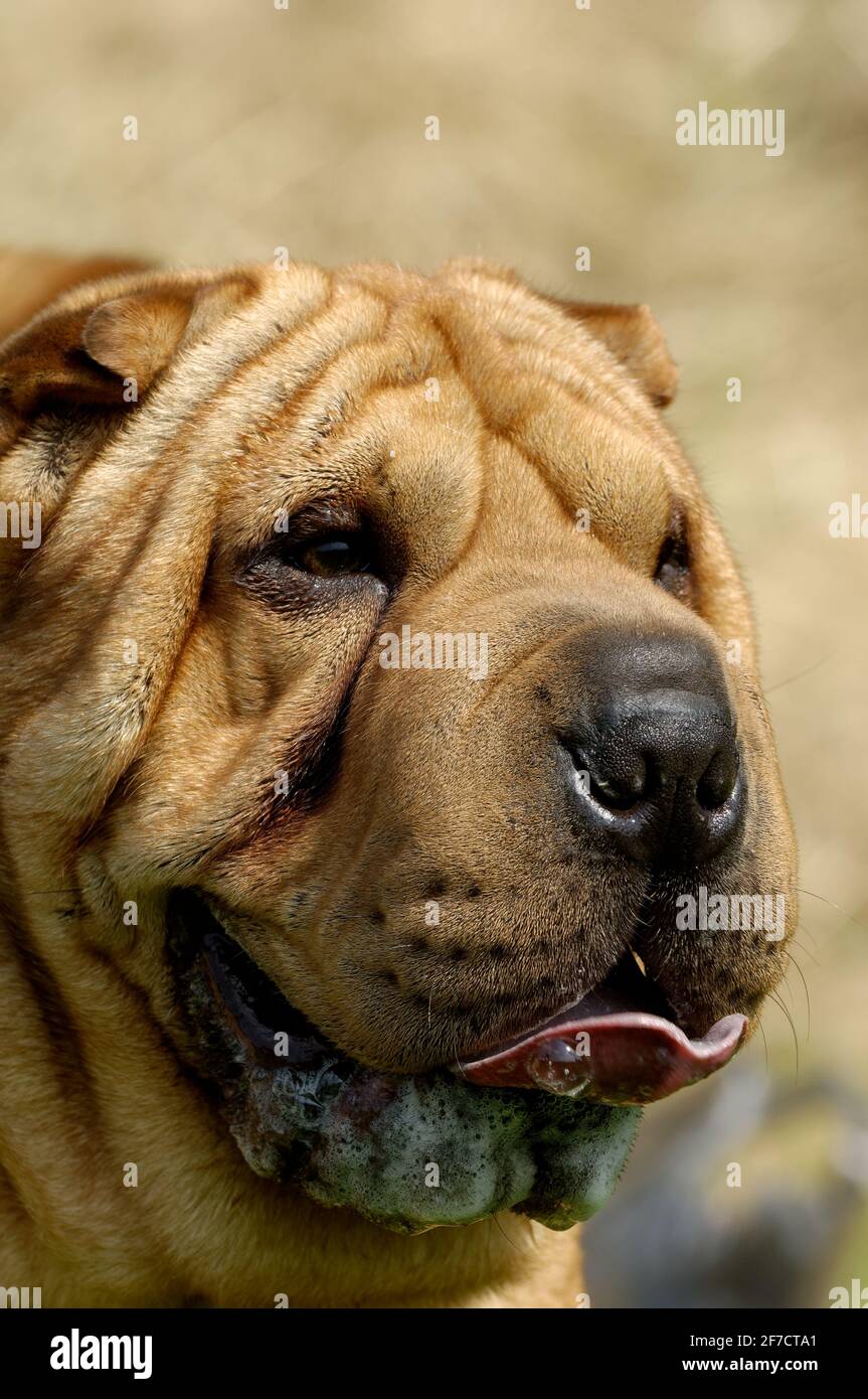 Shar Pei Chinese fighting dog showing wrinkles Stock Photo - Alamy