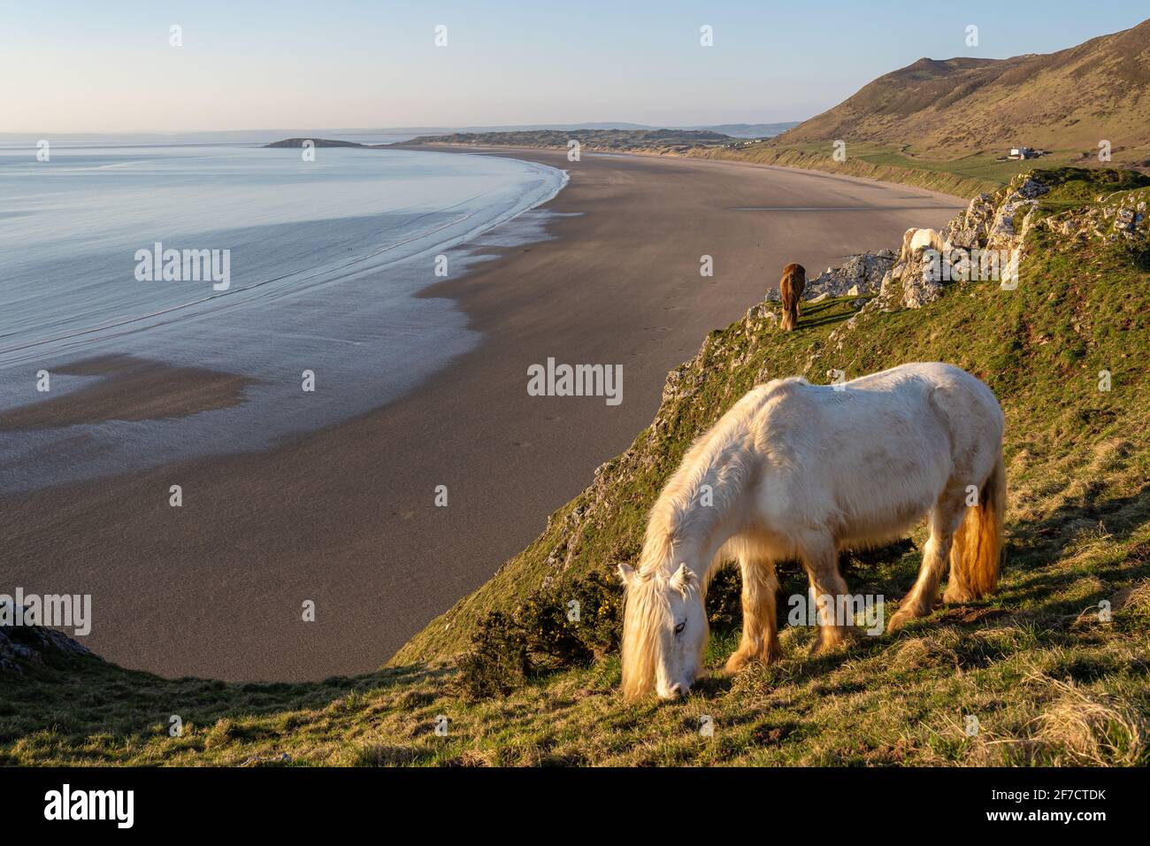 Gower peninsula horses hi-res stock photography and images - Alamy