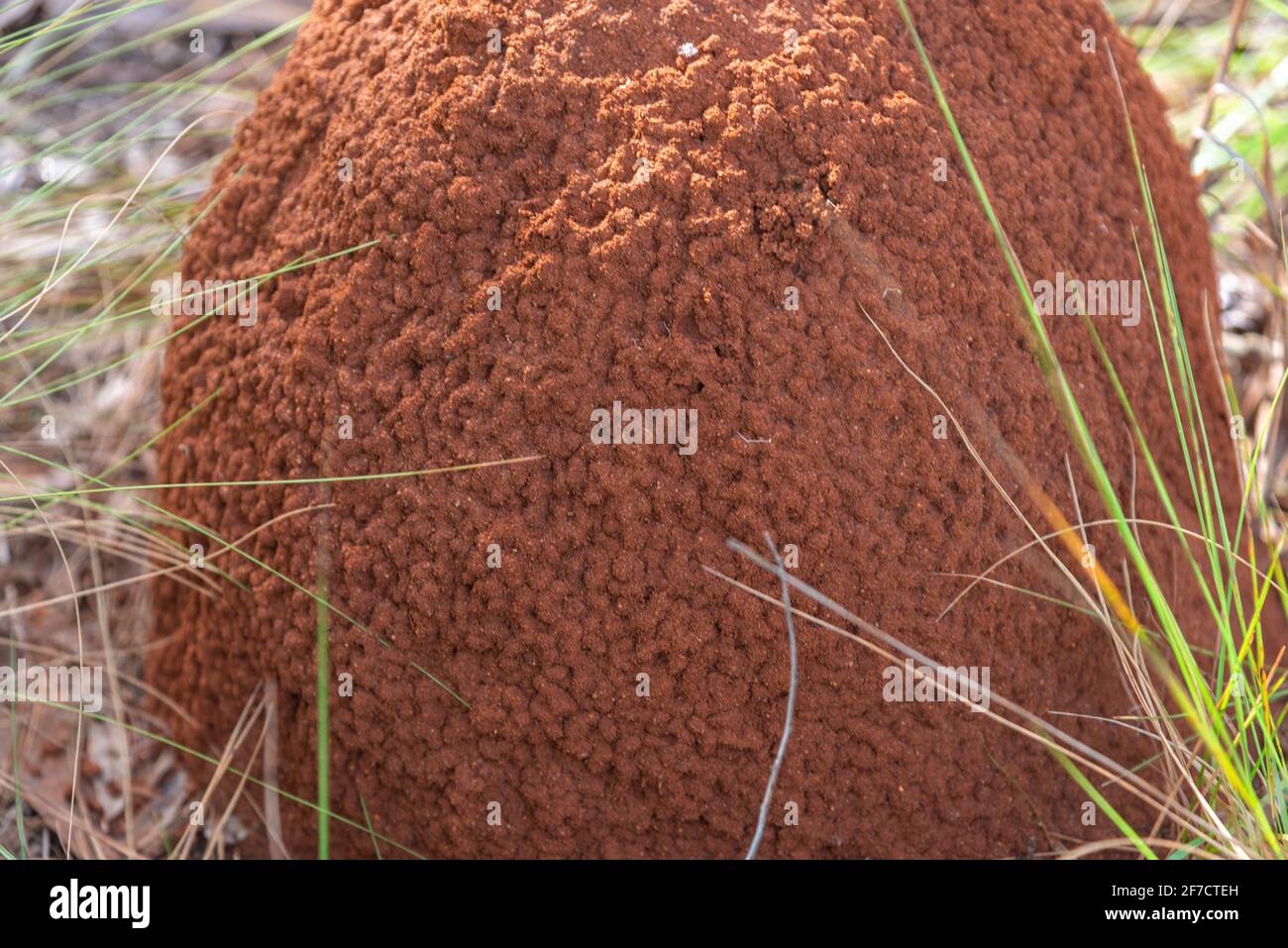 Underground termite colony (Coptotermes gestroi) in the midst of nature ...