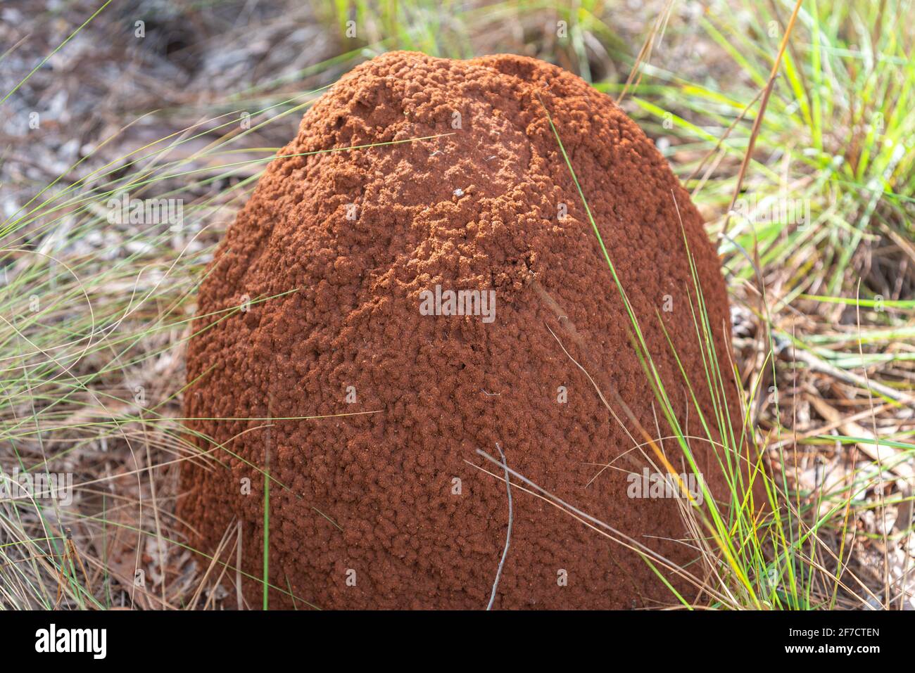 Underground termite colony (Coptotermes gestroi) in the midst of nature ...