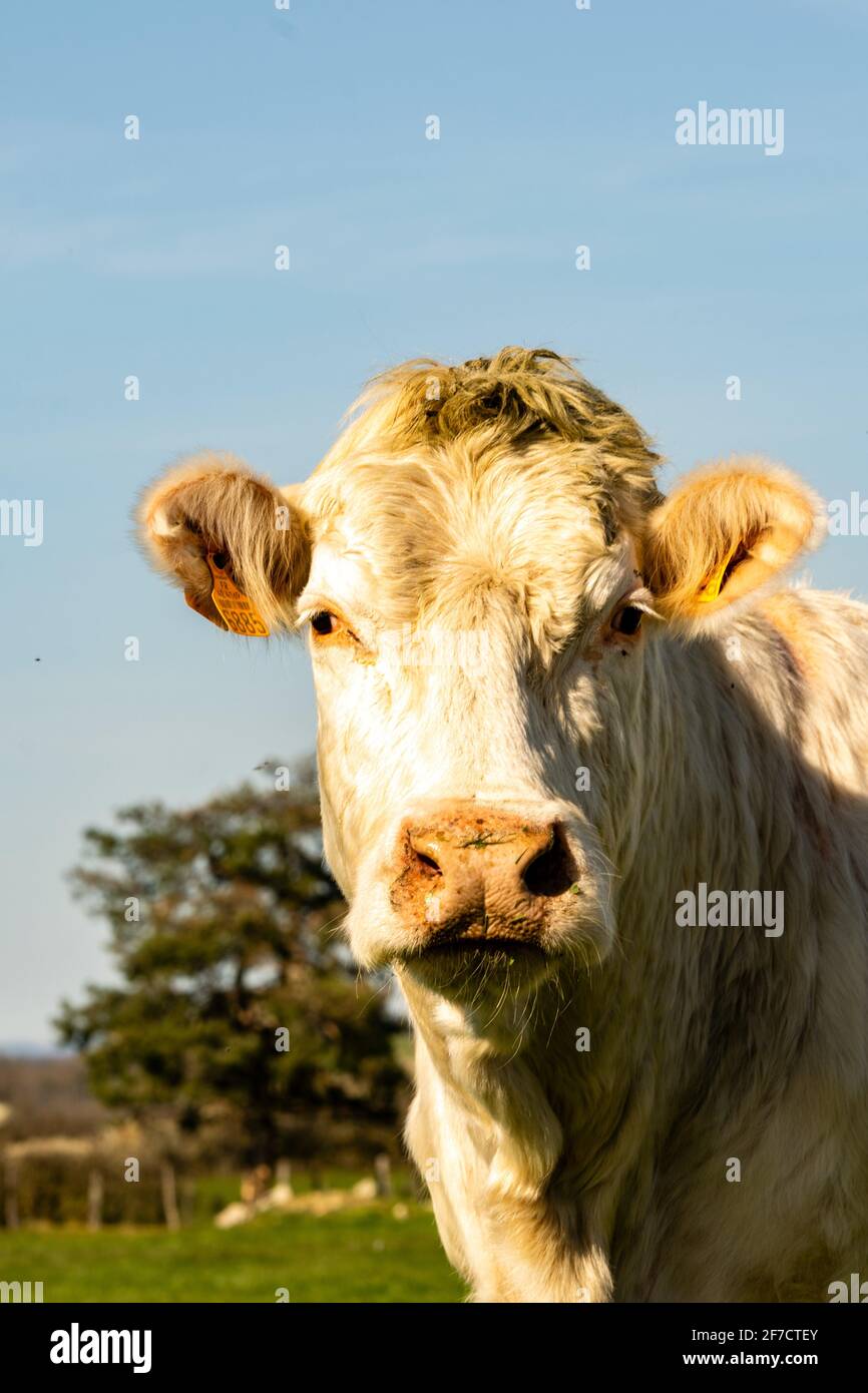 portrait of charolais cow in pasture Stock Photo - Alamy