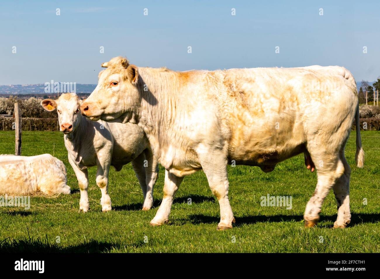 portrait of charolais cow in pasture Stock Photo - Alamy