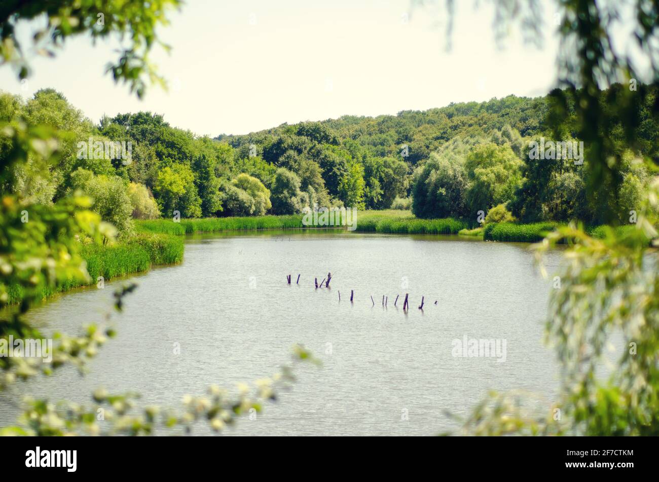 Beautiful pond calm water green hi-res stock photography and images - Alamy