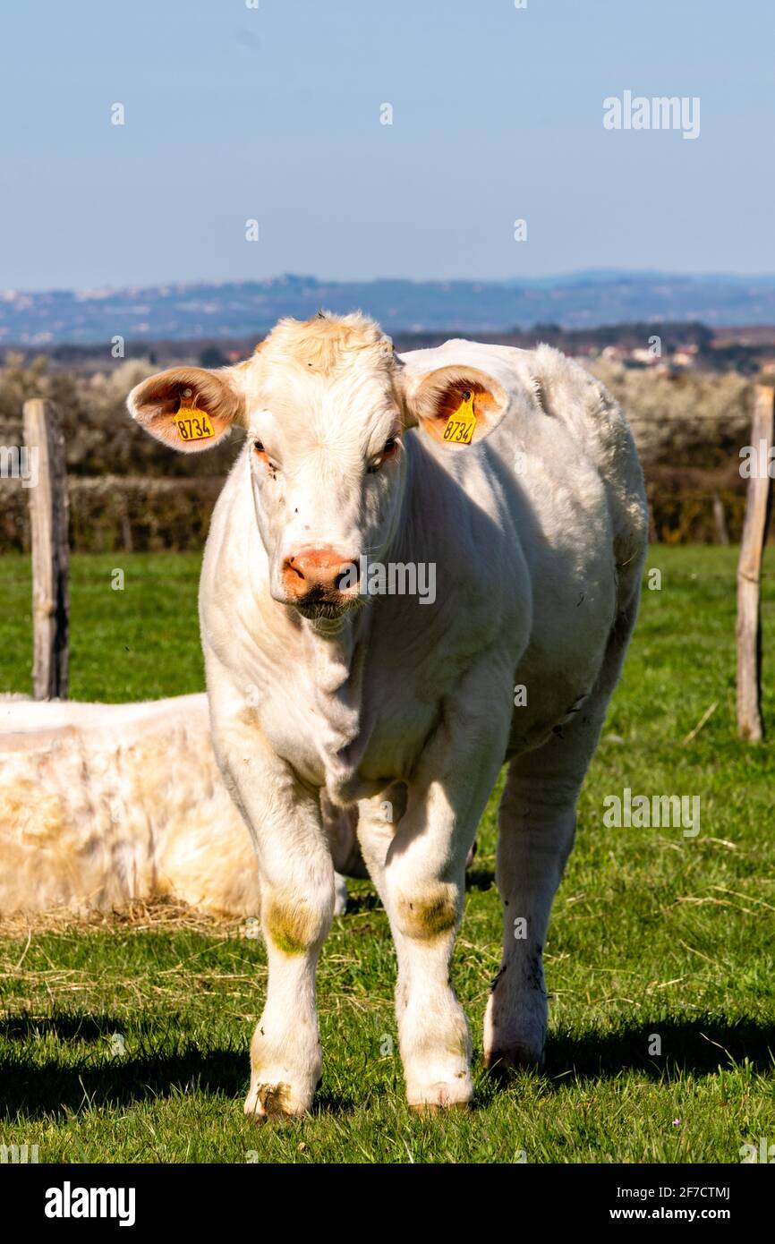 portrait of charolais cow in pasture Stock Photo - Alamy