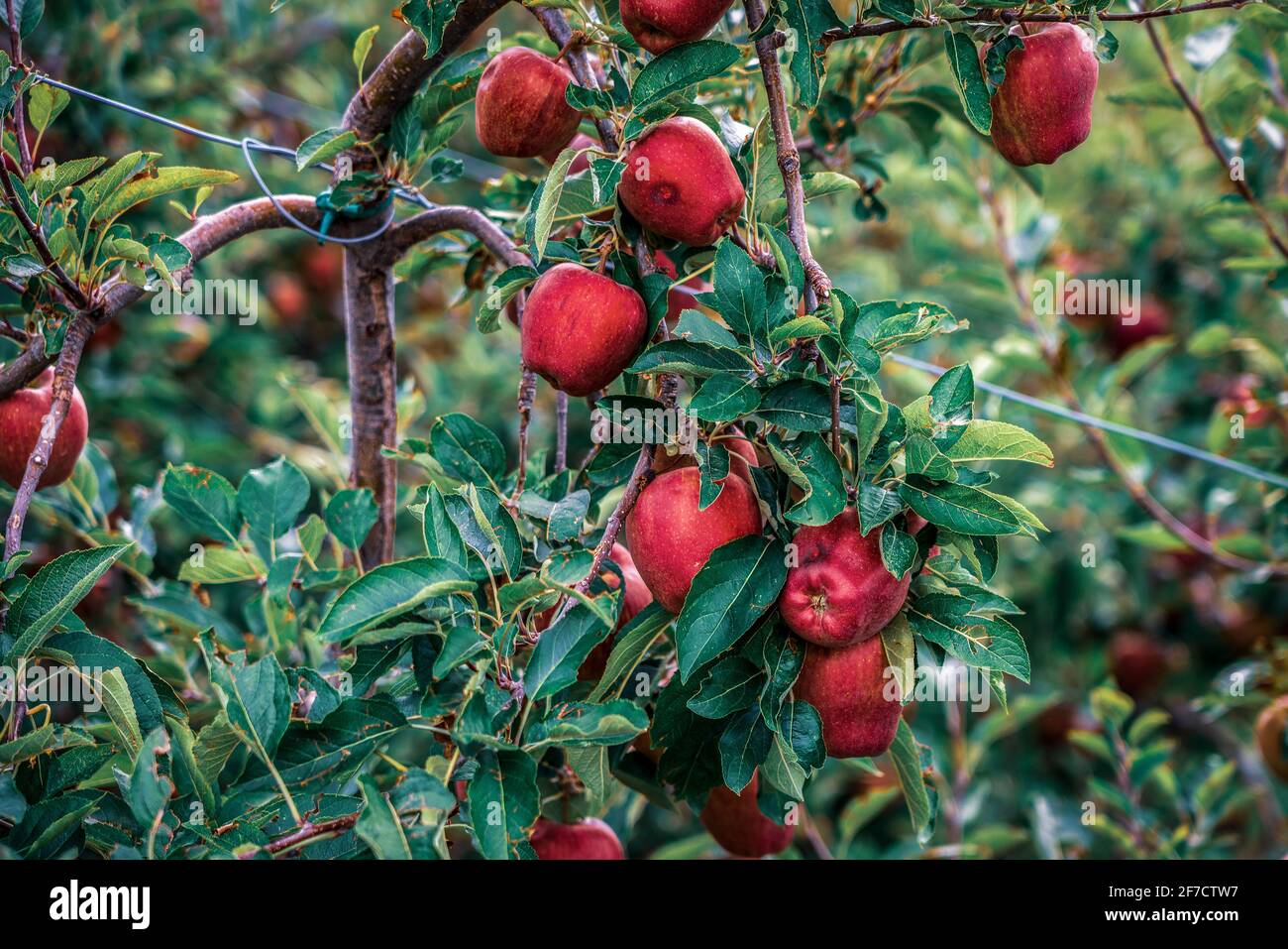 Apples in vibrant colors hi-res stock photography and images - Alamy